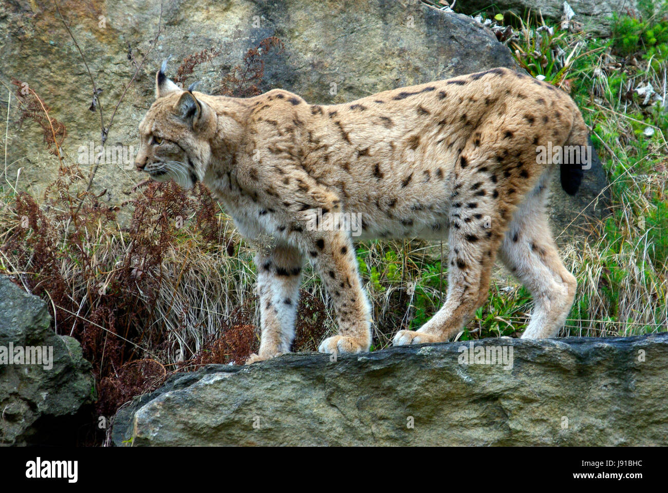 the lynx - the cat Stock Photo - Alamy