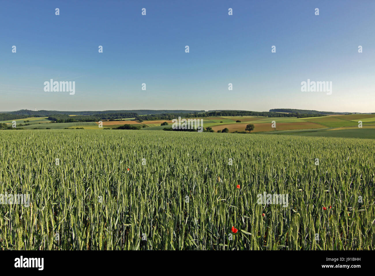 corn field, May, grain field, june, agrarian, hill, agriculture ...