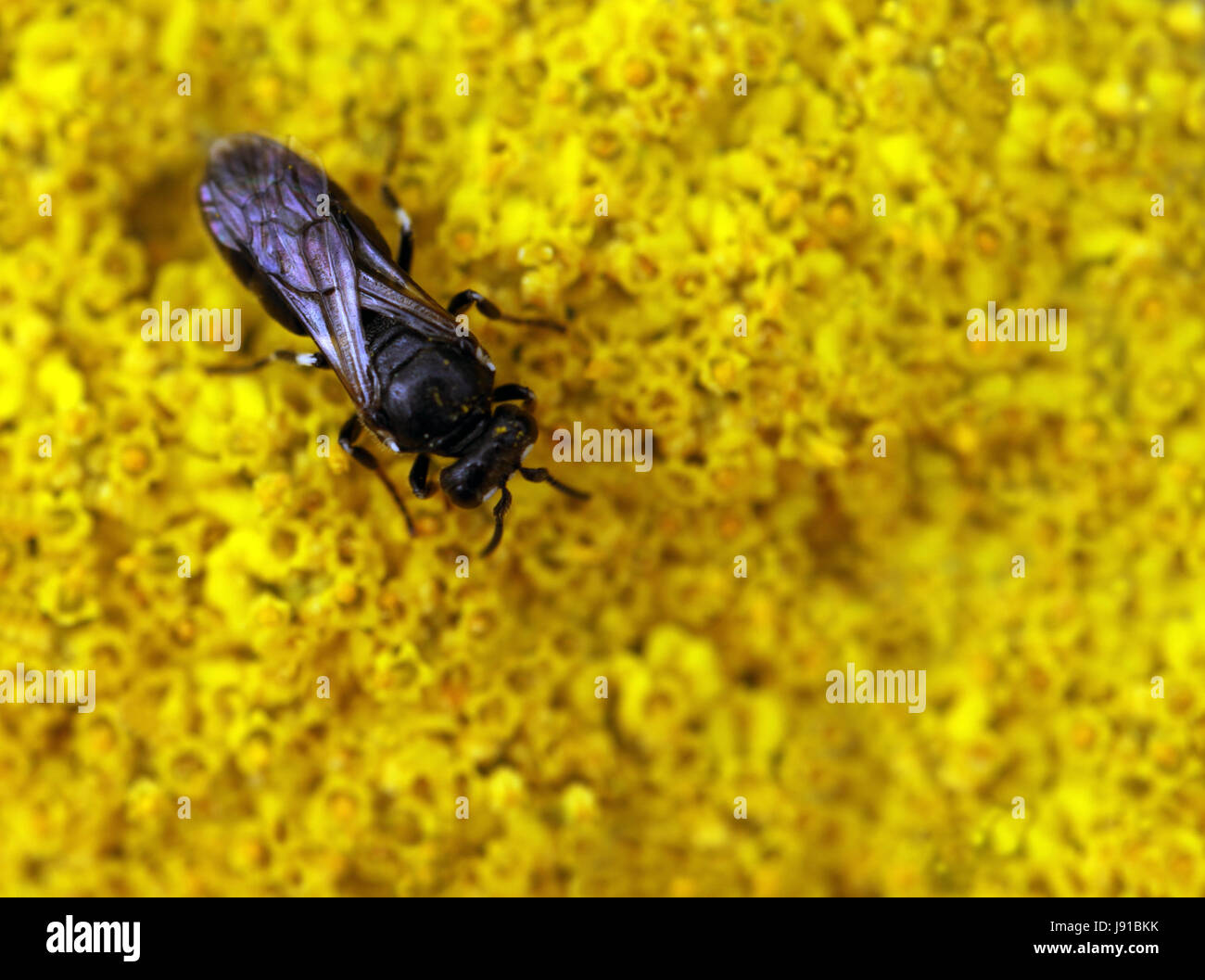 Black or yellow hi-res stock photography and images - Alamy