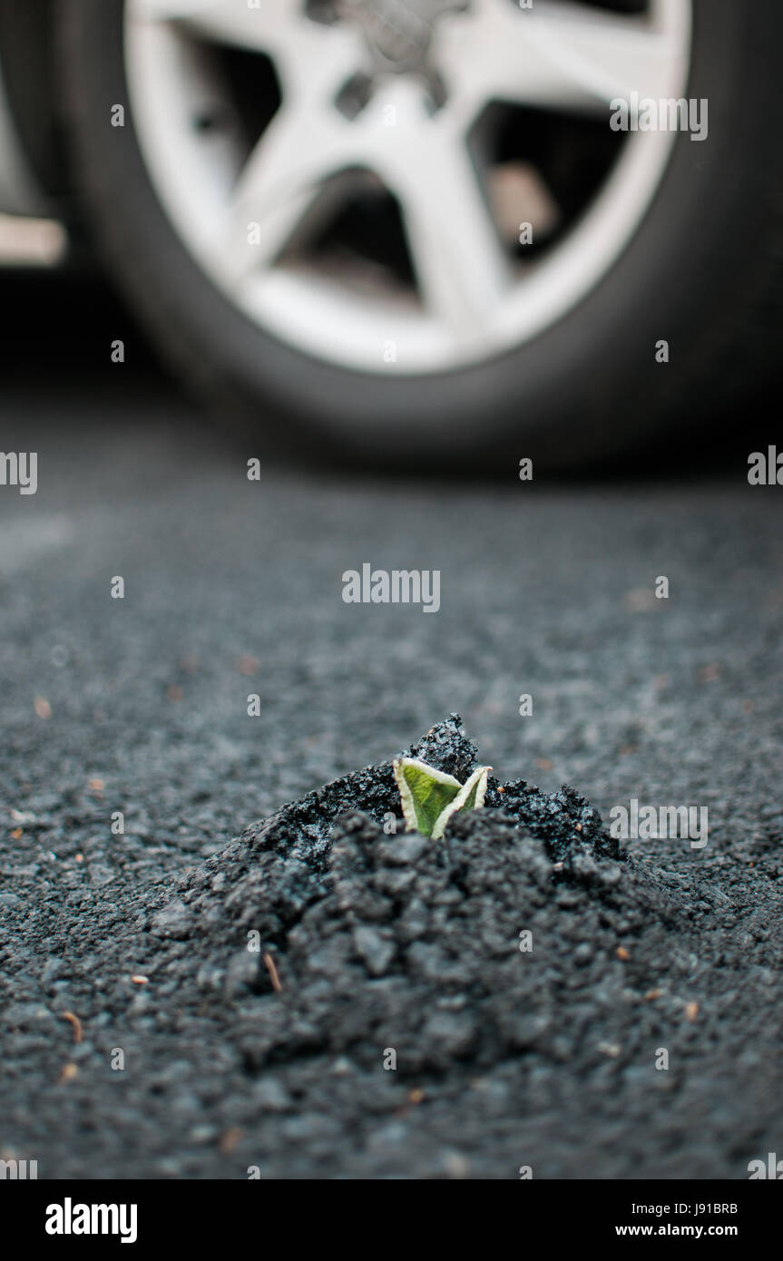 Plant sprouting through asphalt with car wheel background Stock Photo ...