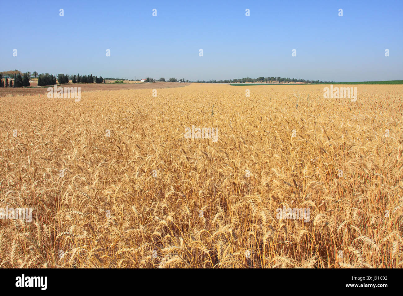Israeli agriculture wheat field hi-res stock photography and images - Alamy