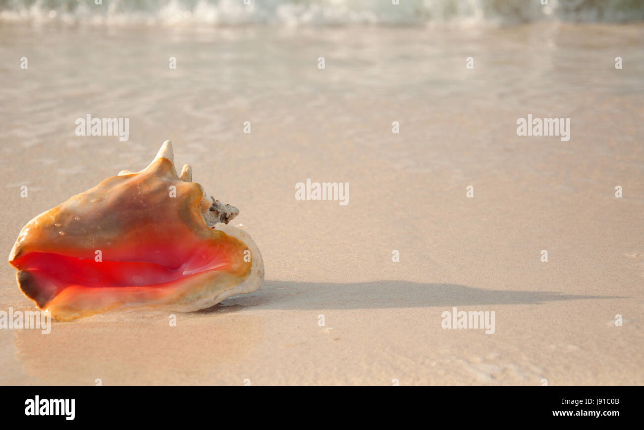 beach, seaside, the beach, seashore, shell, tropical, salt water, sea ...