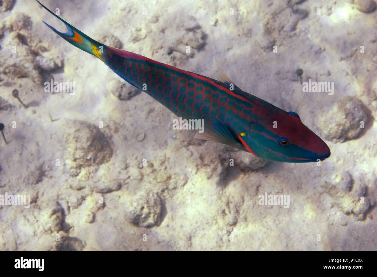 blue, fish, underwater, fins, tropical, salt water, sea, ocean, water ...