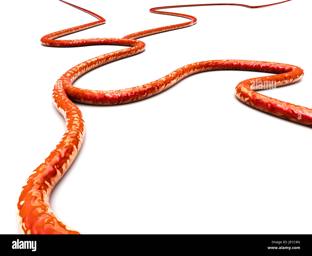 isolated, medicinally, medical, circulation, flow, human, human being ...