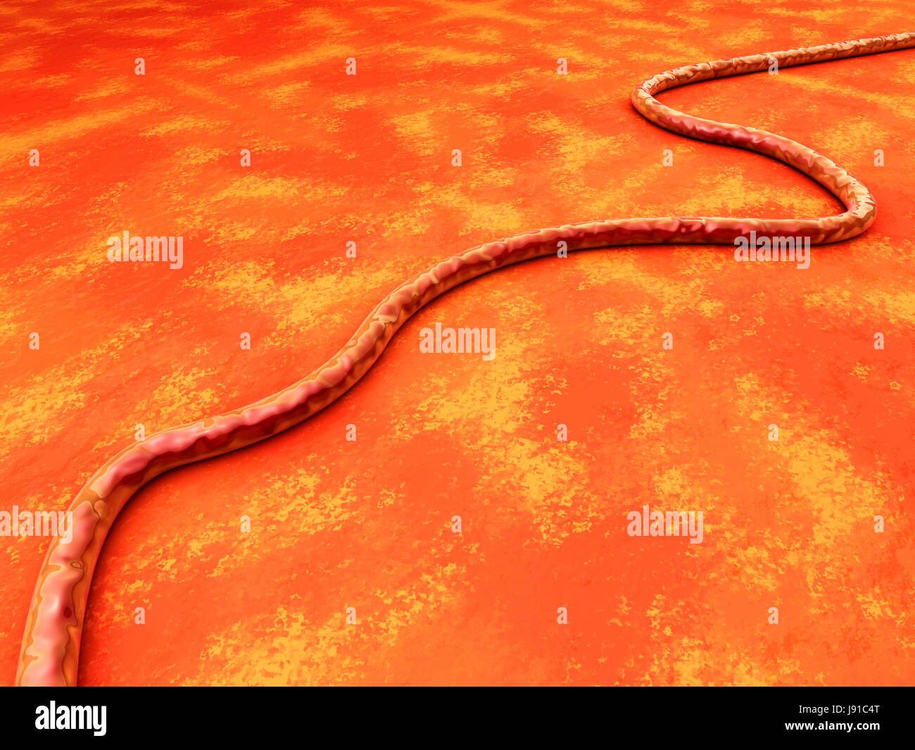 3d blood vessel scan hi-res stock photography and images - Alamy