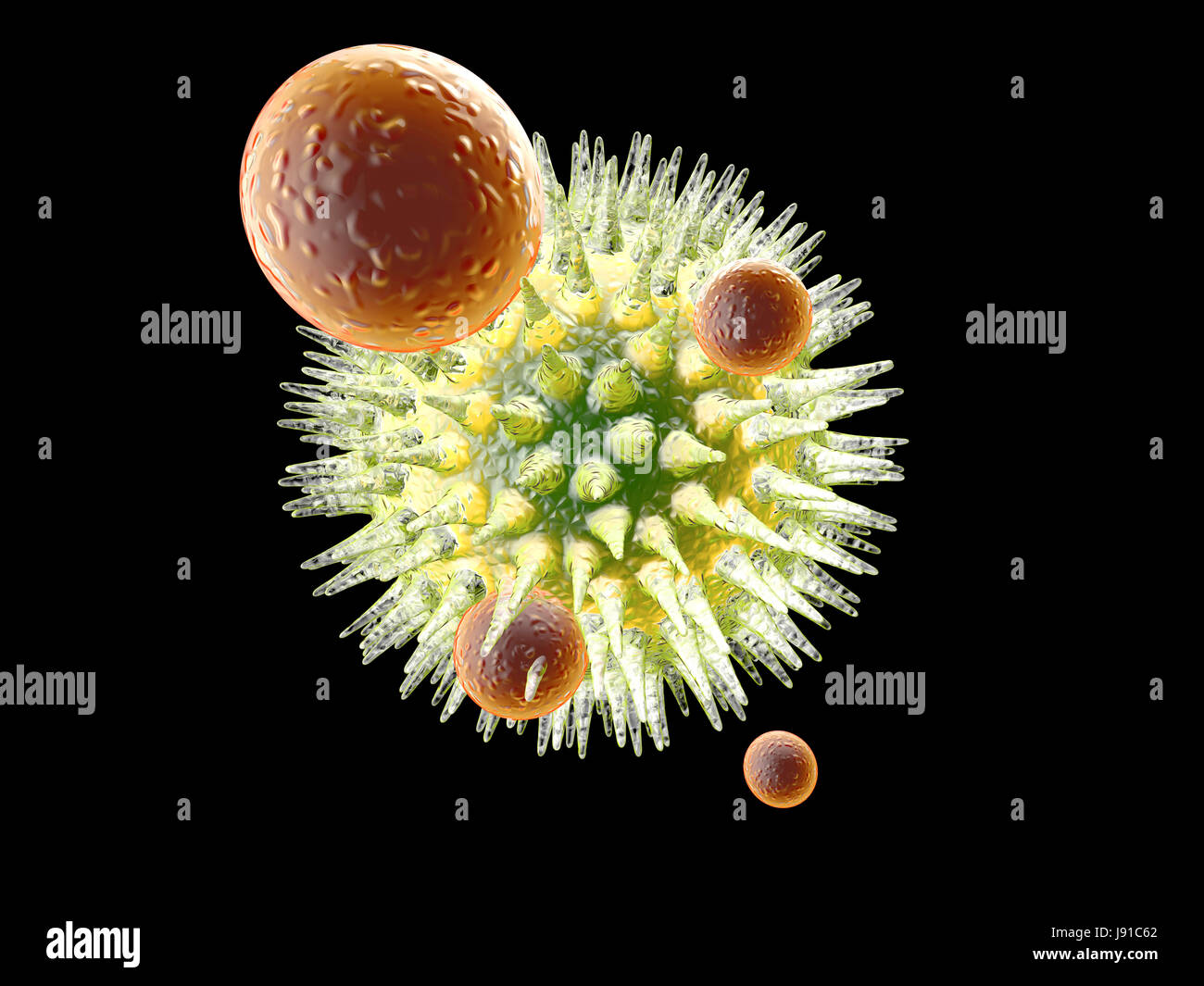 White blood cell attack bacteria hi-res stock photography and images ...