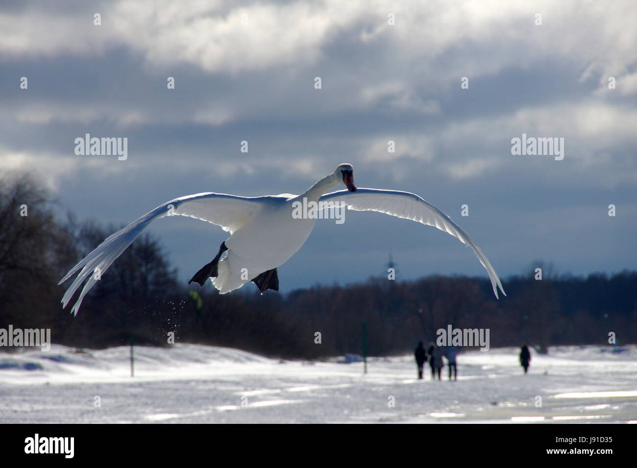 winter, swan, wing, speed, velocity, white, fly, flies, flys, flying ...
