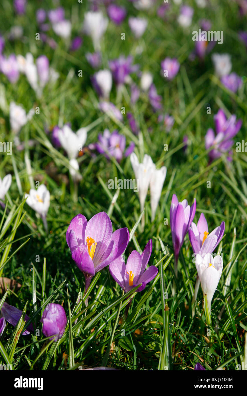 flower, plant, crocus, spring, growth, grow, season, floral, beautiful ...