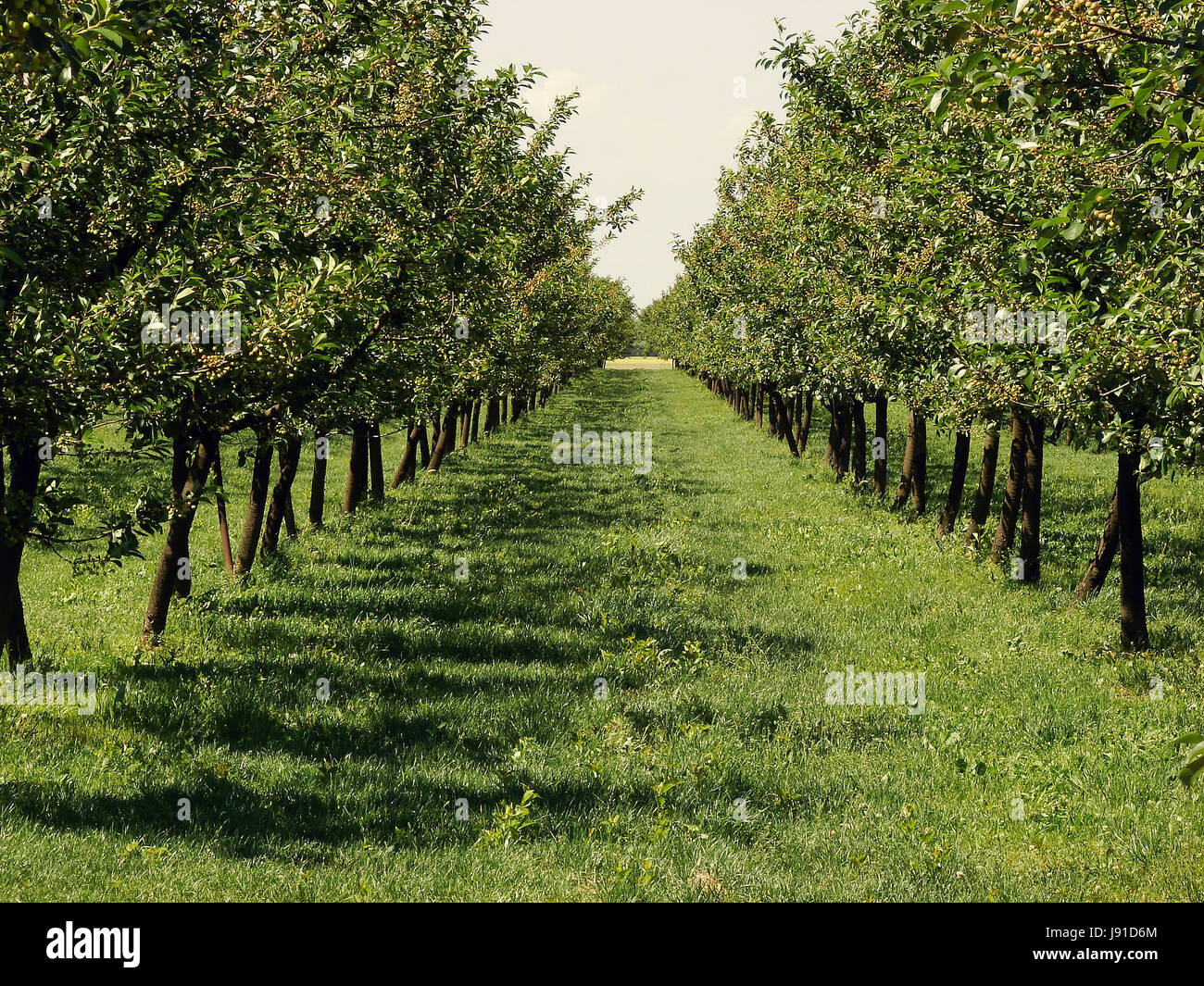 tree, trees, harvest, fruit, orchard, apple, nature, fall, autumn, food ...