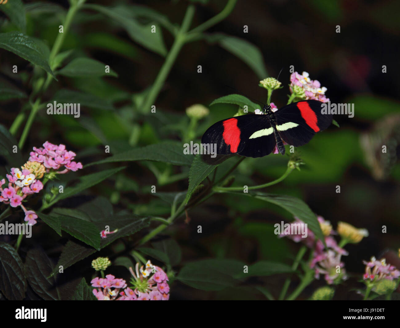 Postman moth hi-res stock photography and images - Alamy