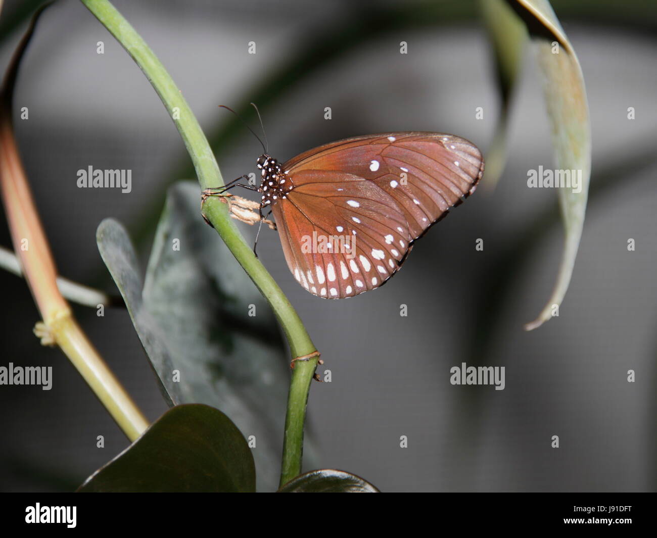Satyr figure hi-res stock photography and images - Alamy