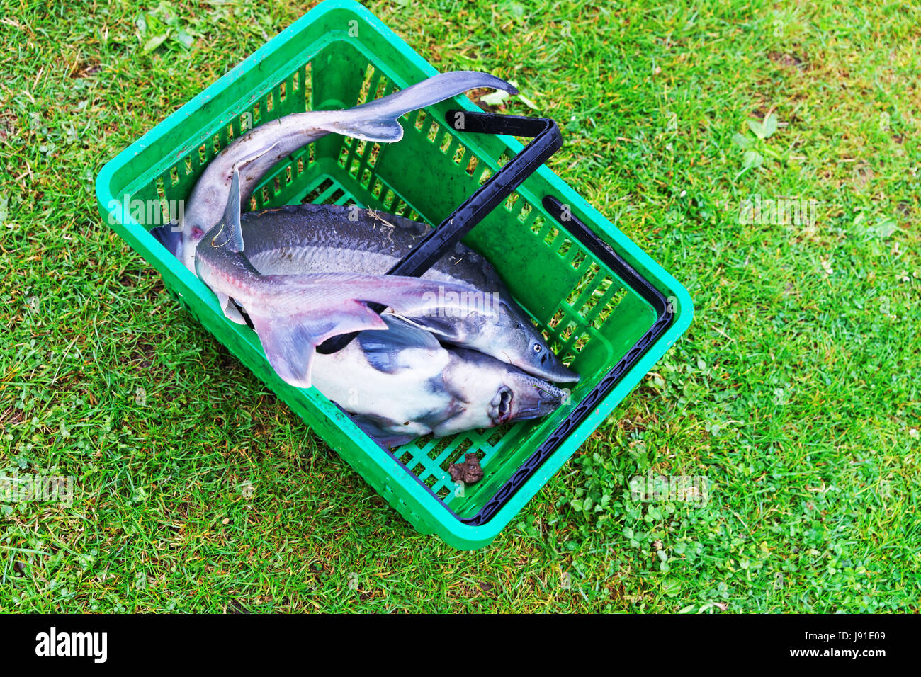 Sturgeon catch lying in the basket, Vilnius countryside, Lithuania ...