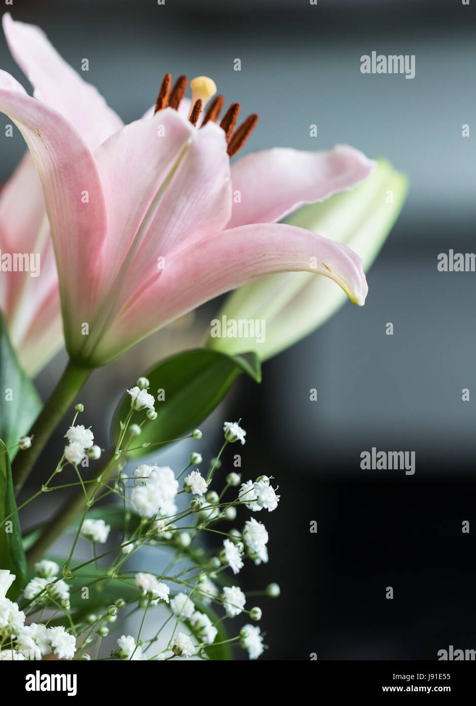 Lili lily hi-res stock photography and images - Alamy