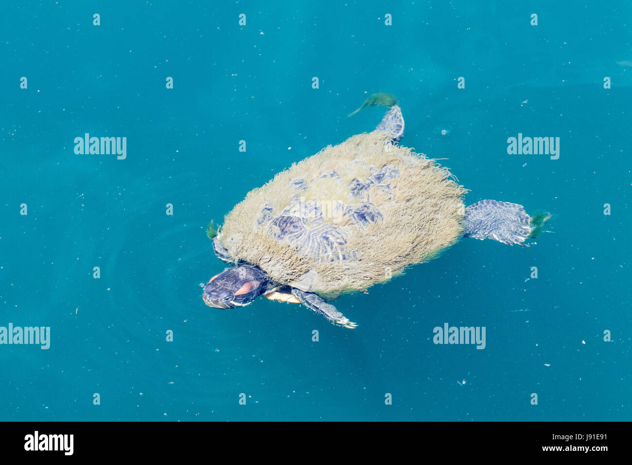 Cute turtle hi-res stock photography and images - Alamy