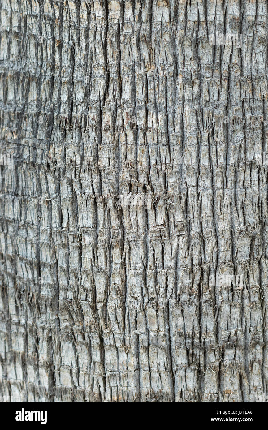 Tree crack wall hi-res stock photography and images - Alamy