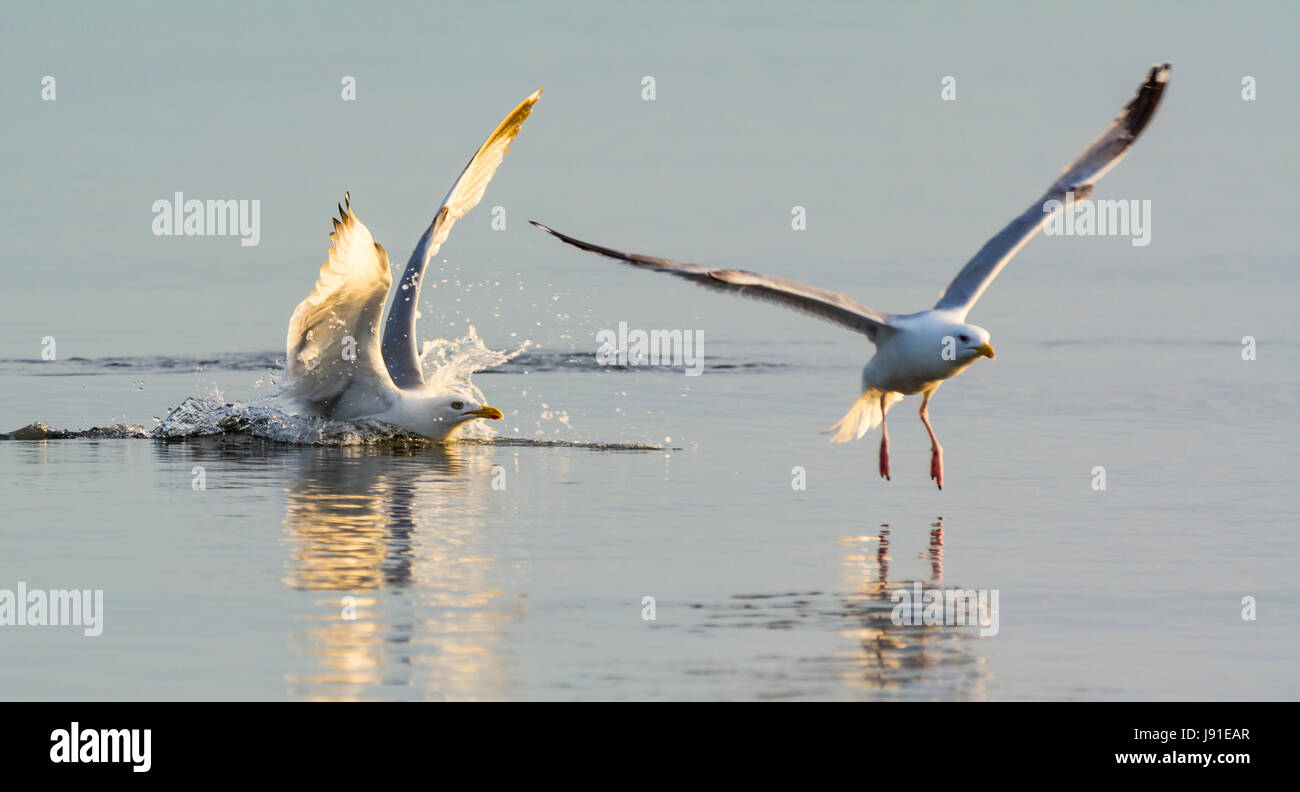 Seagulls flying over sea hi-res stock photography and images - Alamy