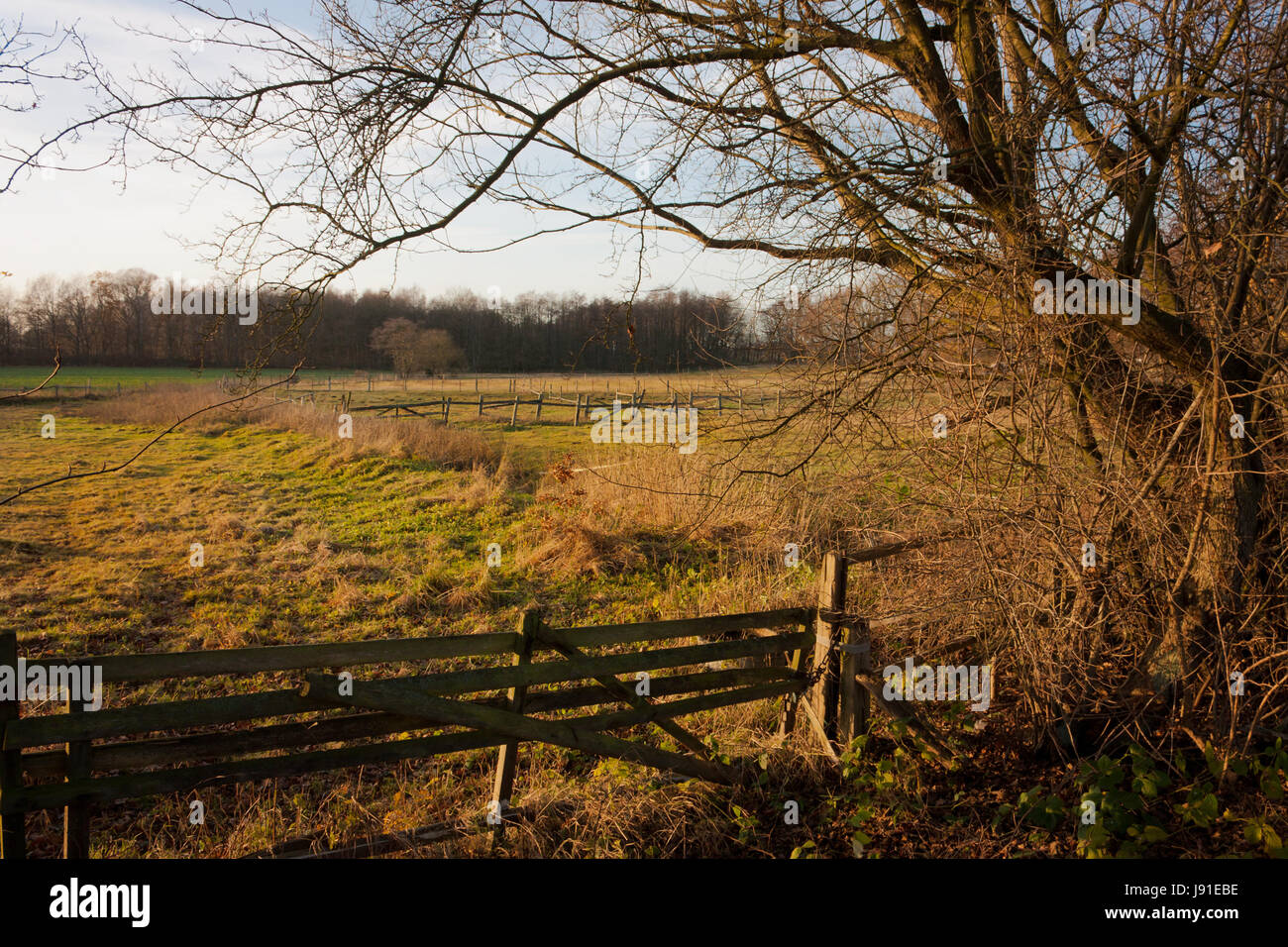 blue, health, tree, trees, field, outside, gate, healthy, grating ...