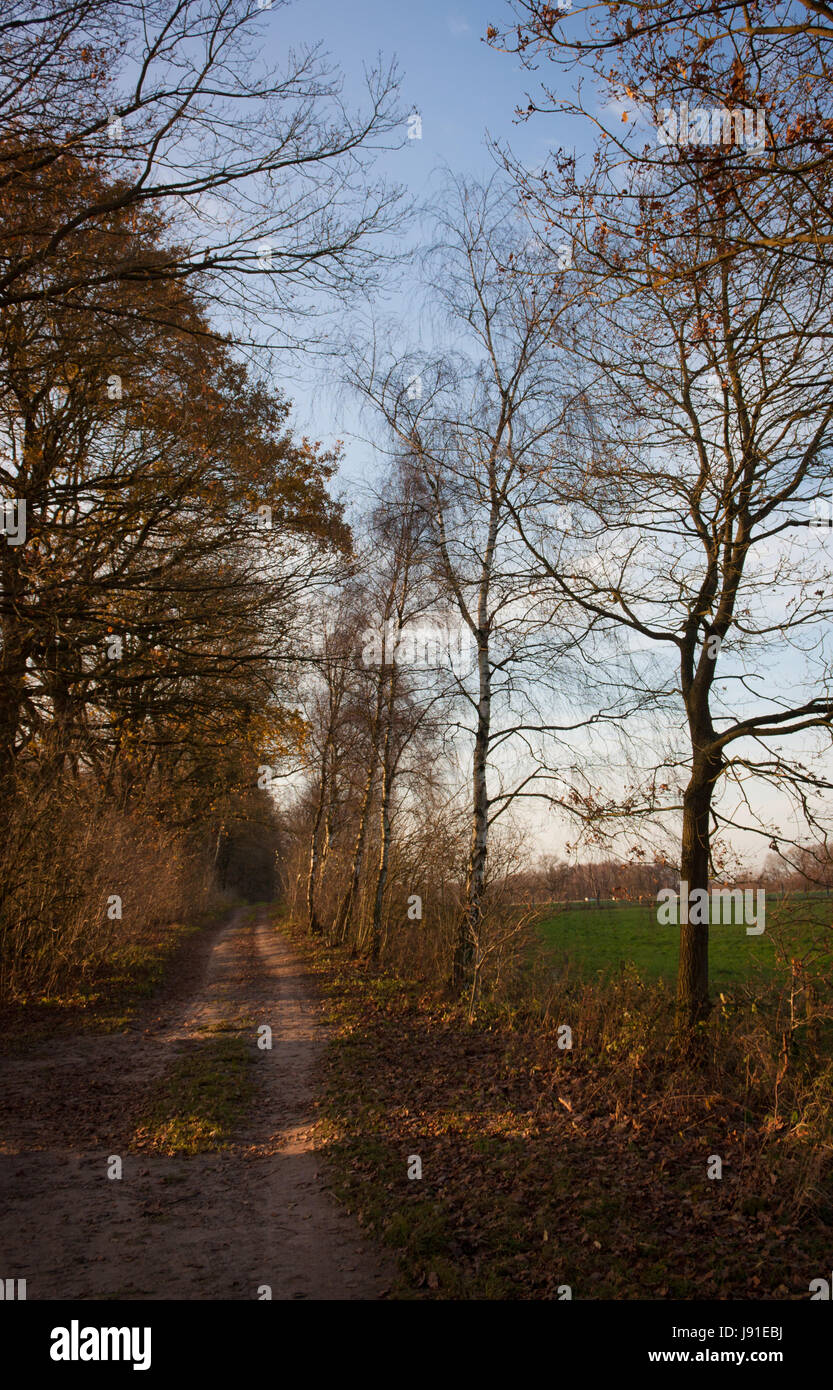 blue, leaf, tree, flower, plant, leaves, blossoms, branch, bleed, blue ...