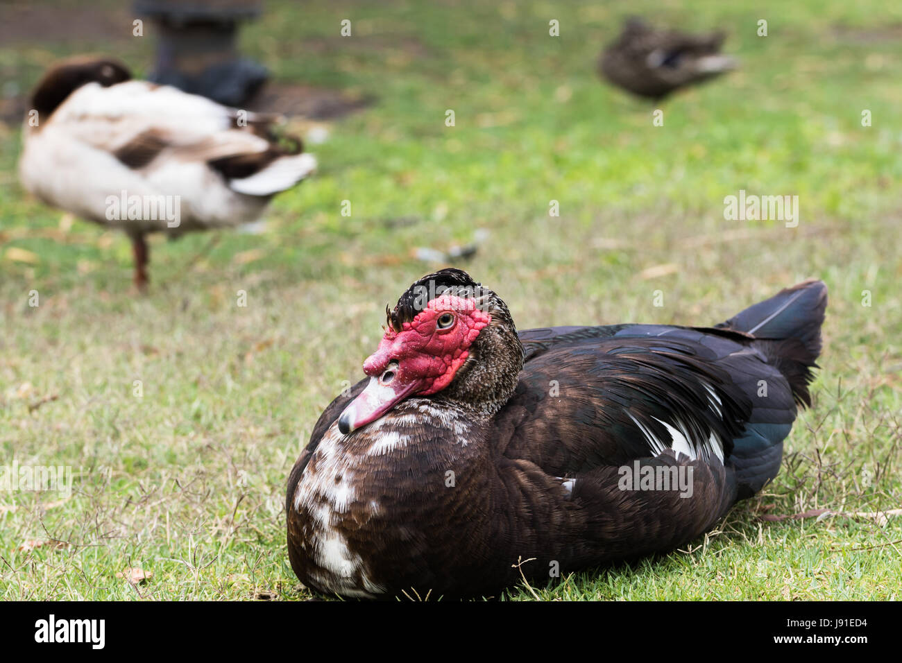 Red Face Duck High Resolution Stock Photography and Images - Alamy