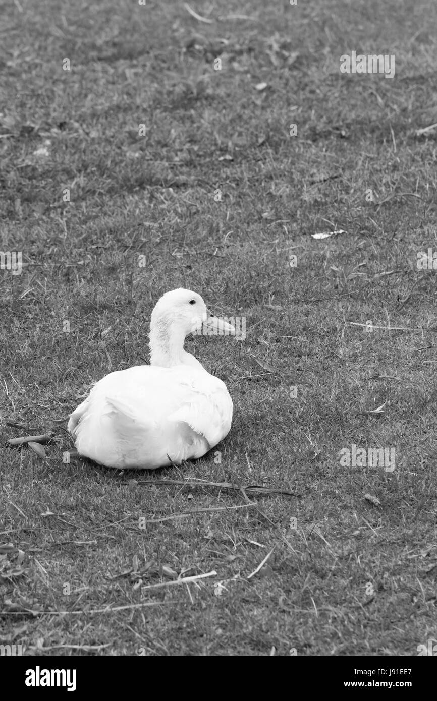 White duck closeup Black and White Stock Photos & Images - Alamy