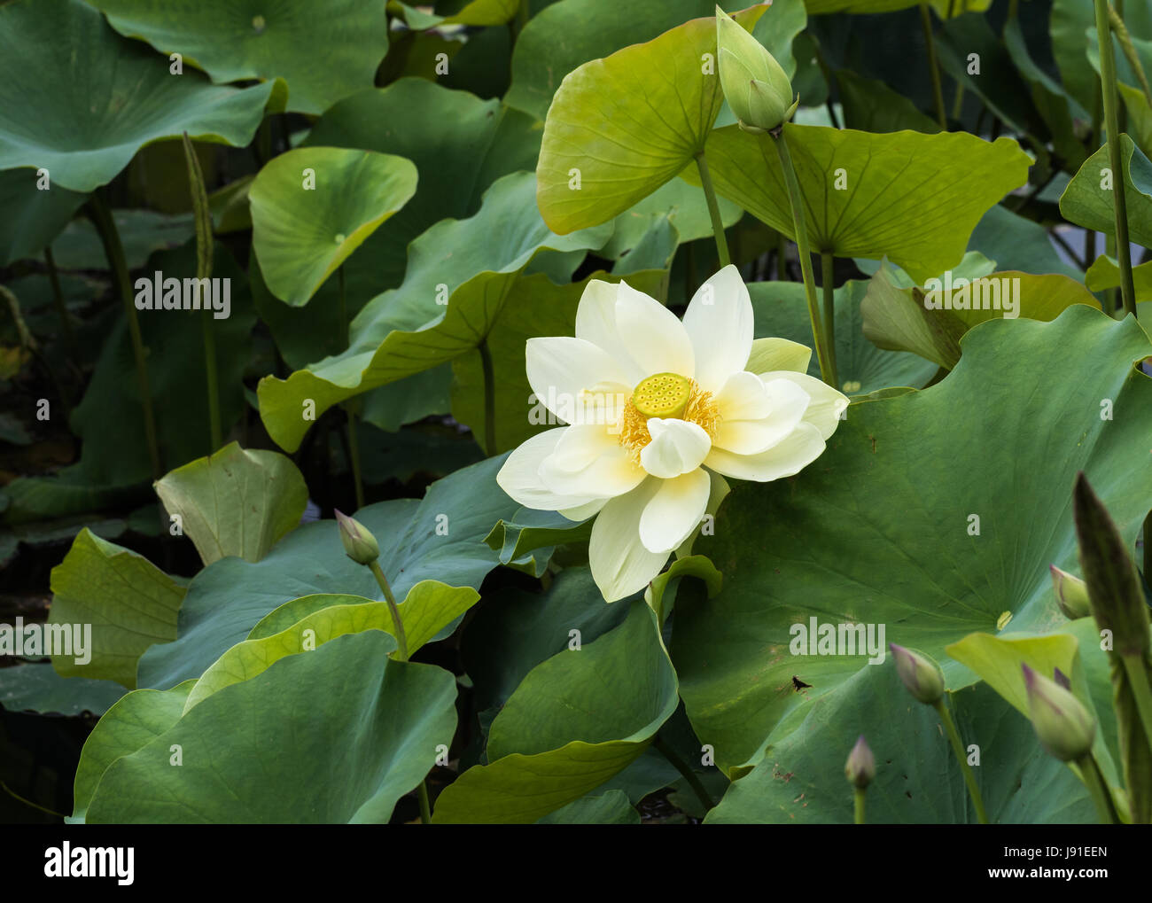 Lotus elegance hi-res stock photography and images - Alamy