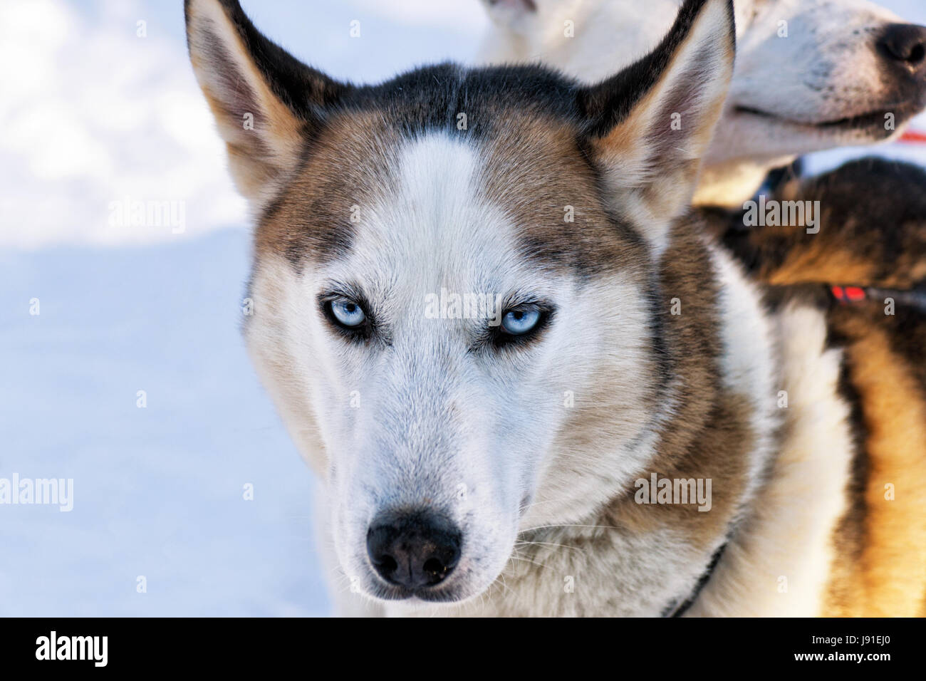 Sleigh dog finland hi-res stock photography and images - Alamy