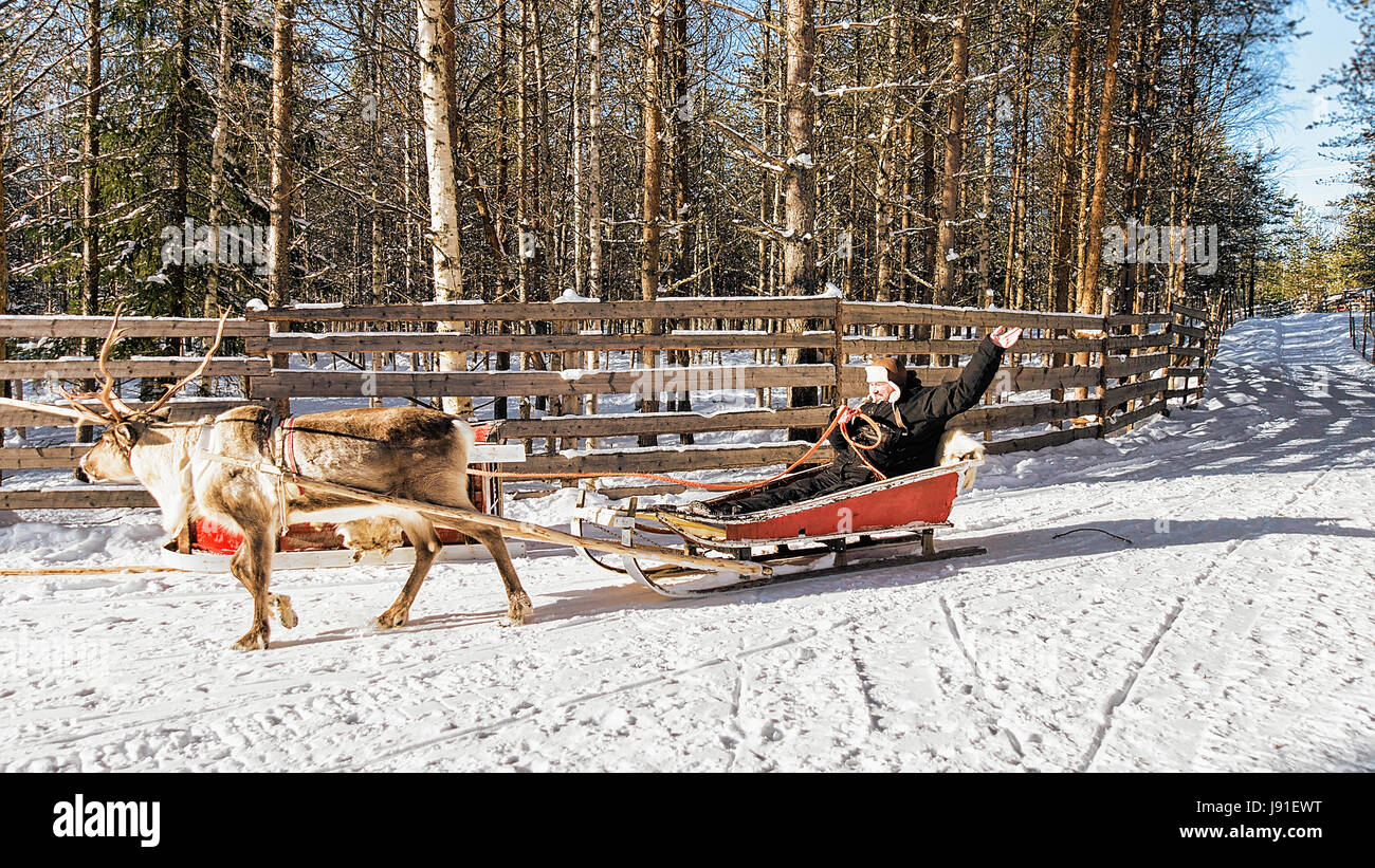 Man while reindeer sleigh ride in winter Rovaniemi, Lapland, Finland ...