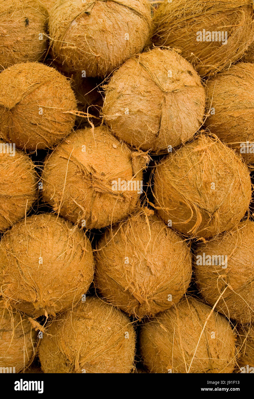 palm tree, cocoa milk, coconut, asia, india, palm tree, cocoa milk ...