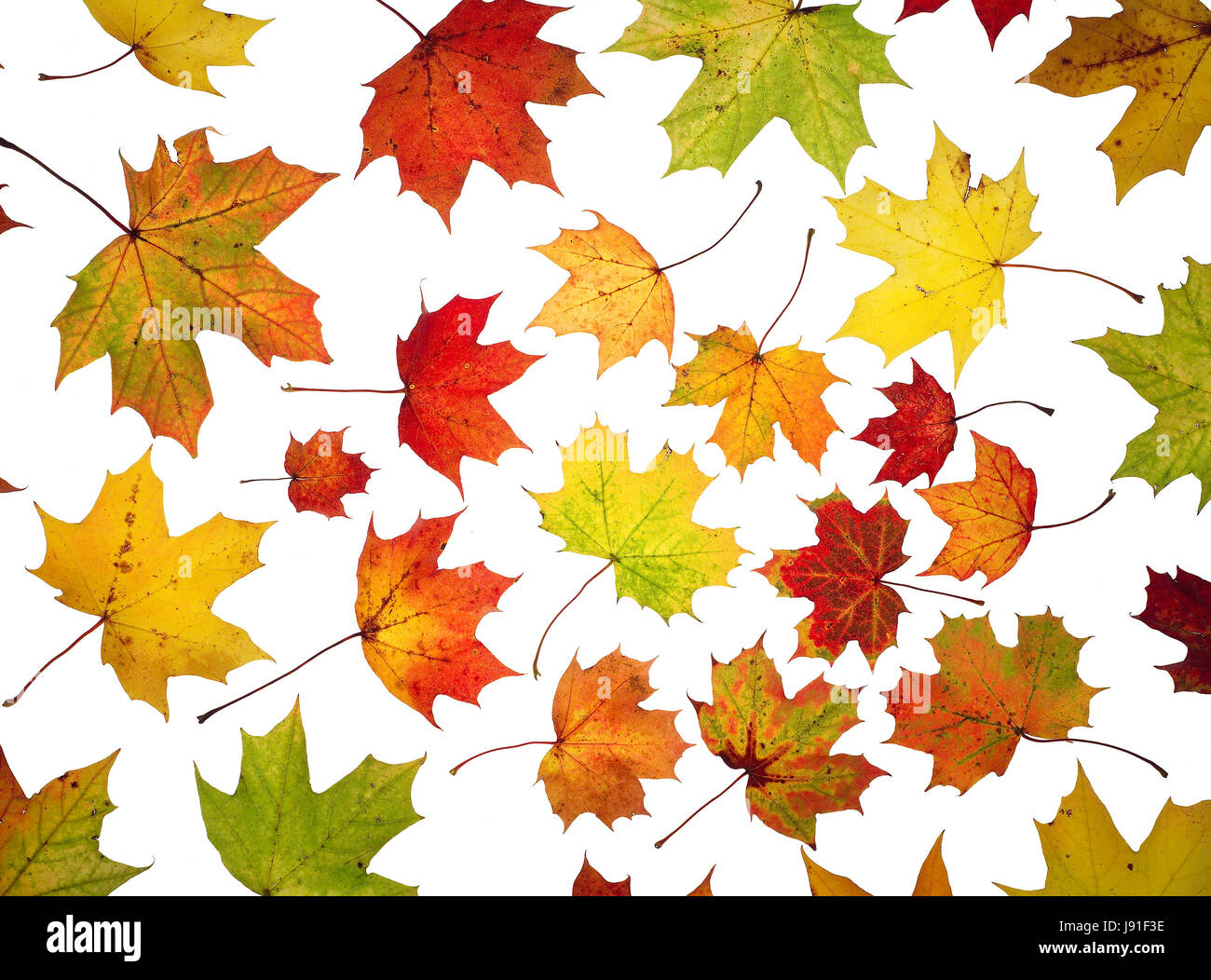 leaf, isolated, green, season, nobody, orange, pictogram, symbol ...