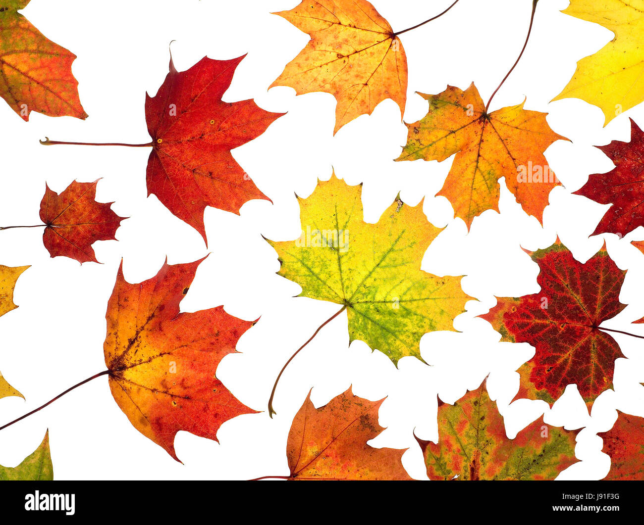 leaf, isolated, green, season, nobody, orange, pictogram, symbol ...