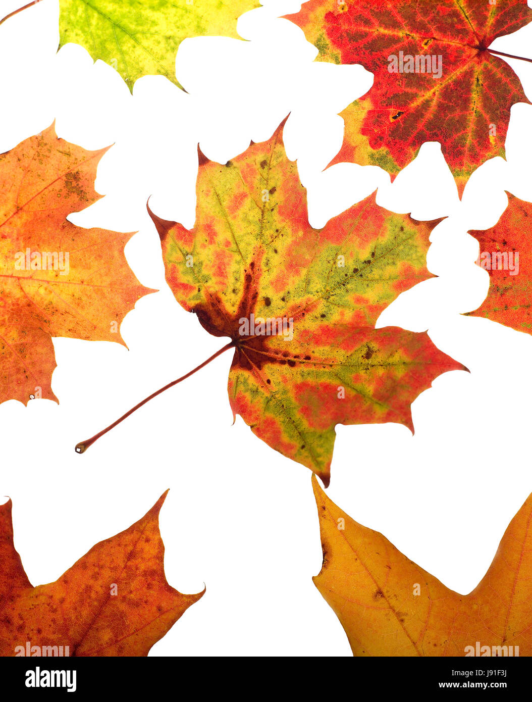 leaf, isolated, green, season, nobody, orange, pictogram, symbol ...