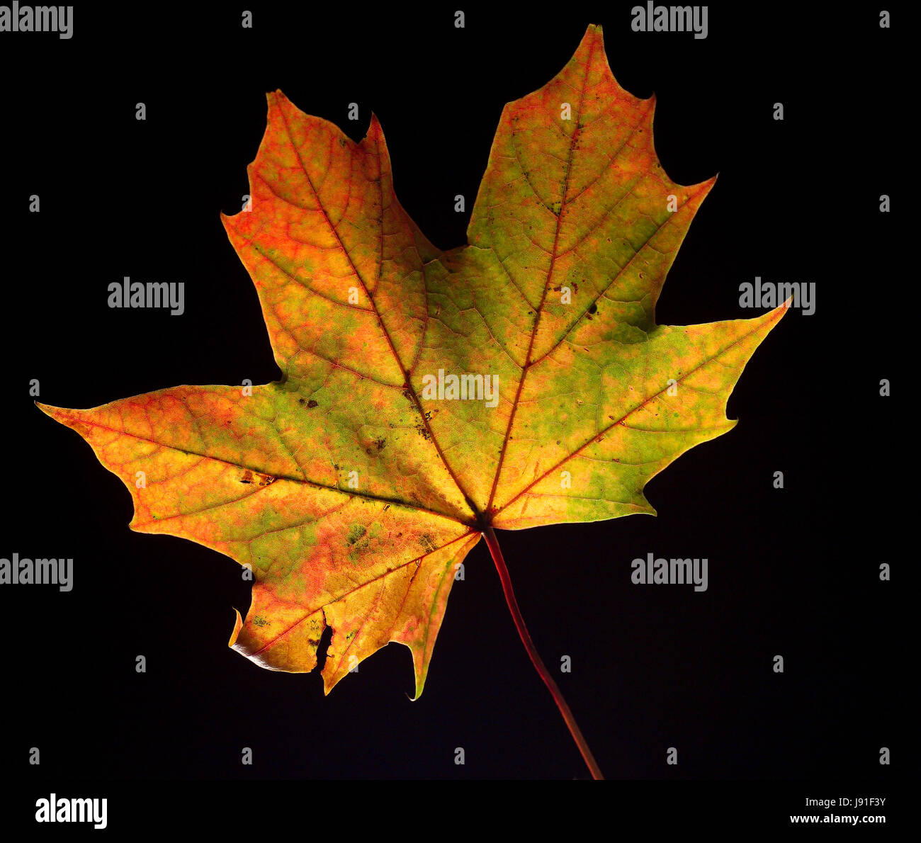 still life, leaf, isolated, green, season, nobody, orange, pictogram ...