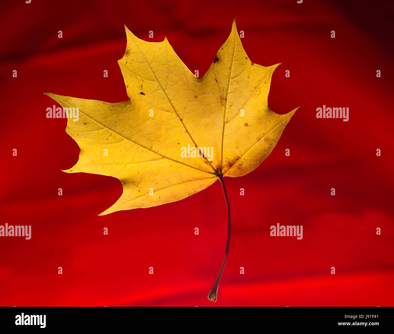still life, leaf, isolated, green, season, nobody, orange, pictogram ...