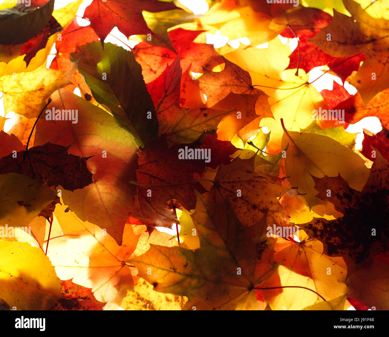 leaf, isolated, green, season, nobody, orange, pictogram, symbol ...