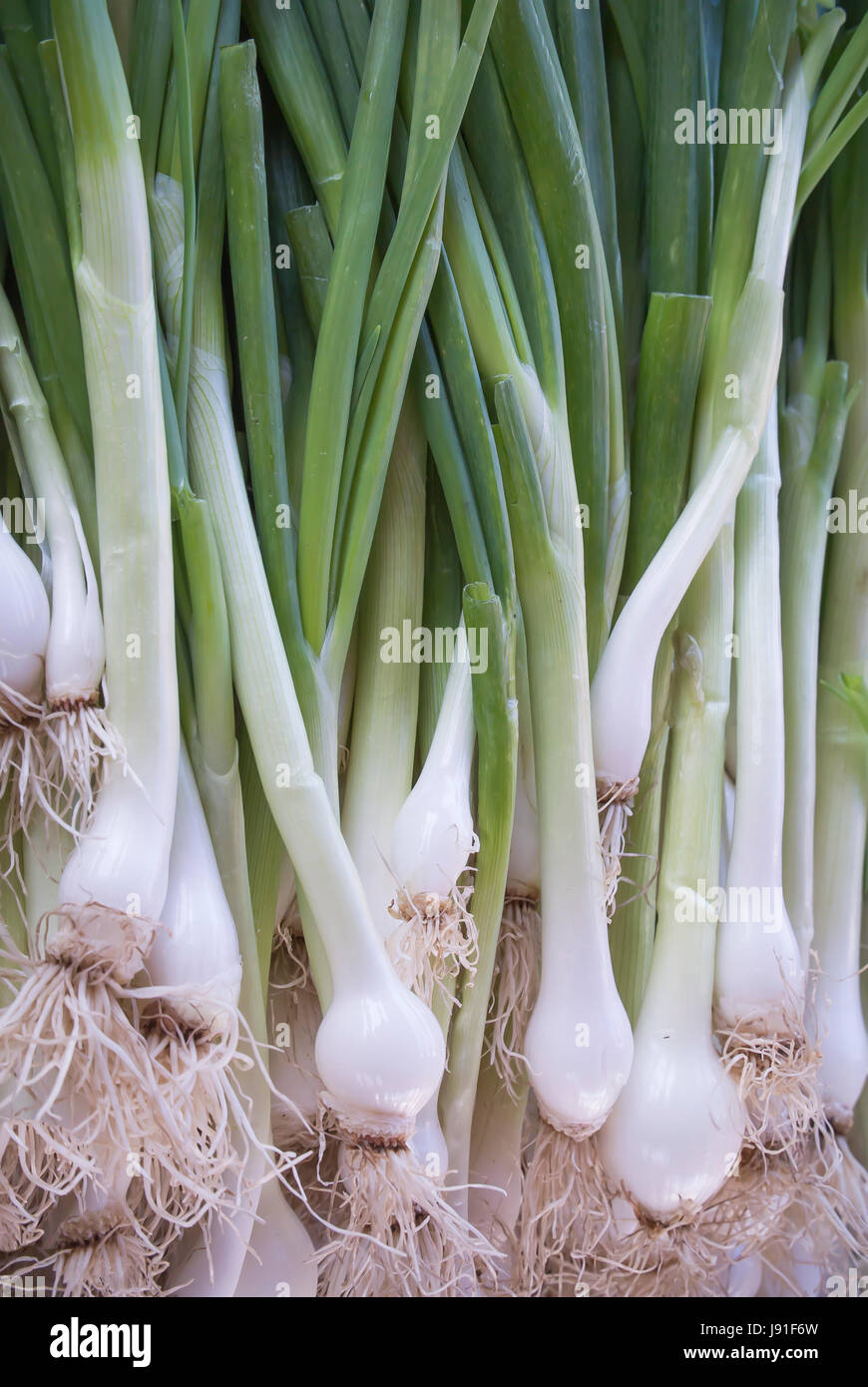 Onions full frame hi-res stock photography and images - Alamy