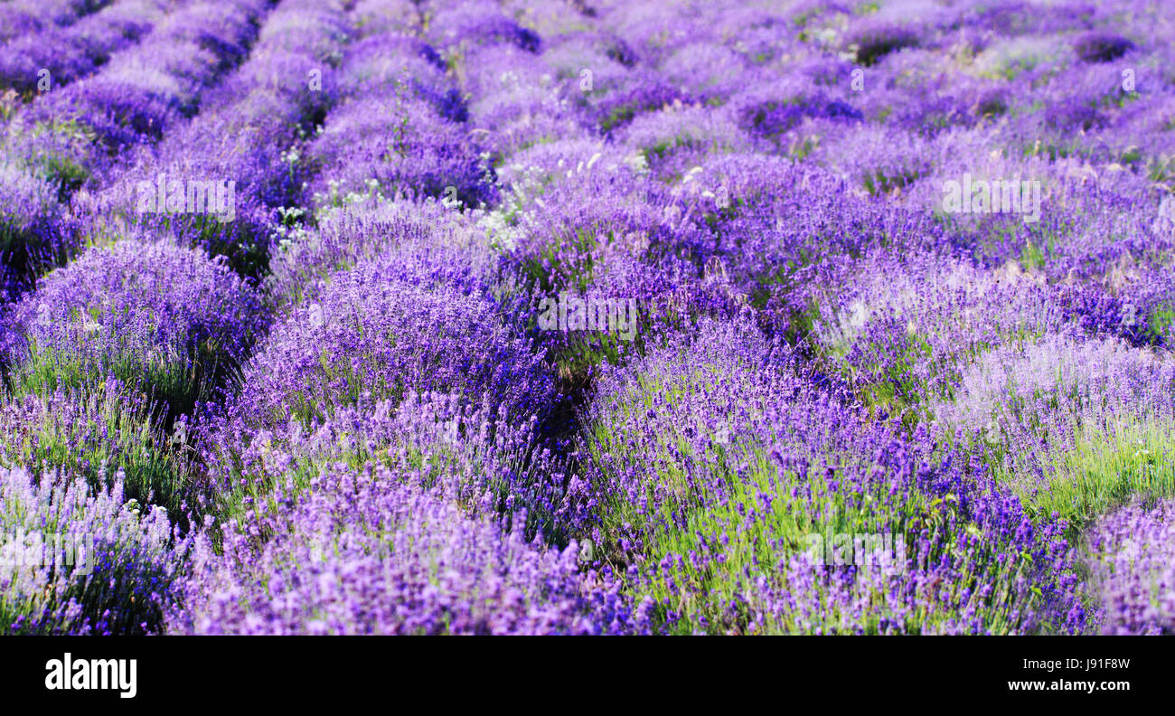 flower, plant, agriculture, farming, field, harvest, purple, violet ...