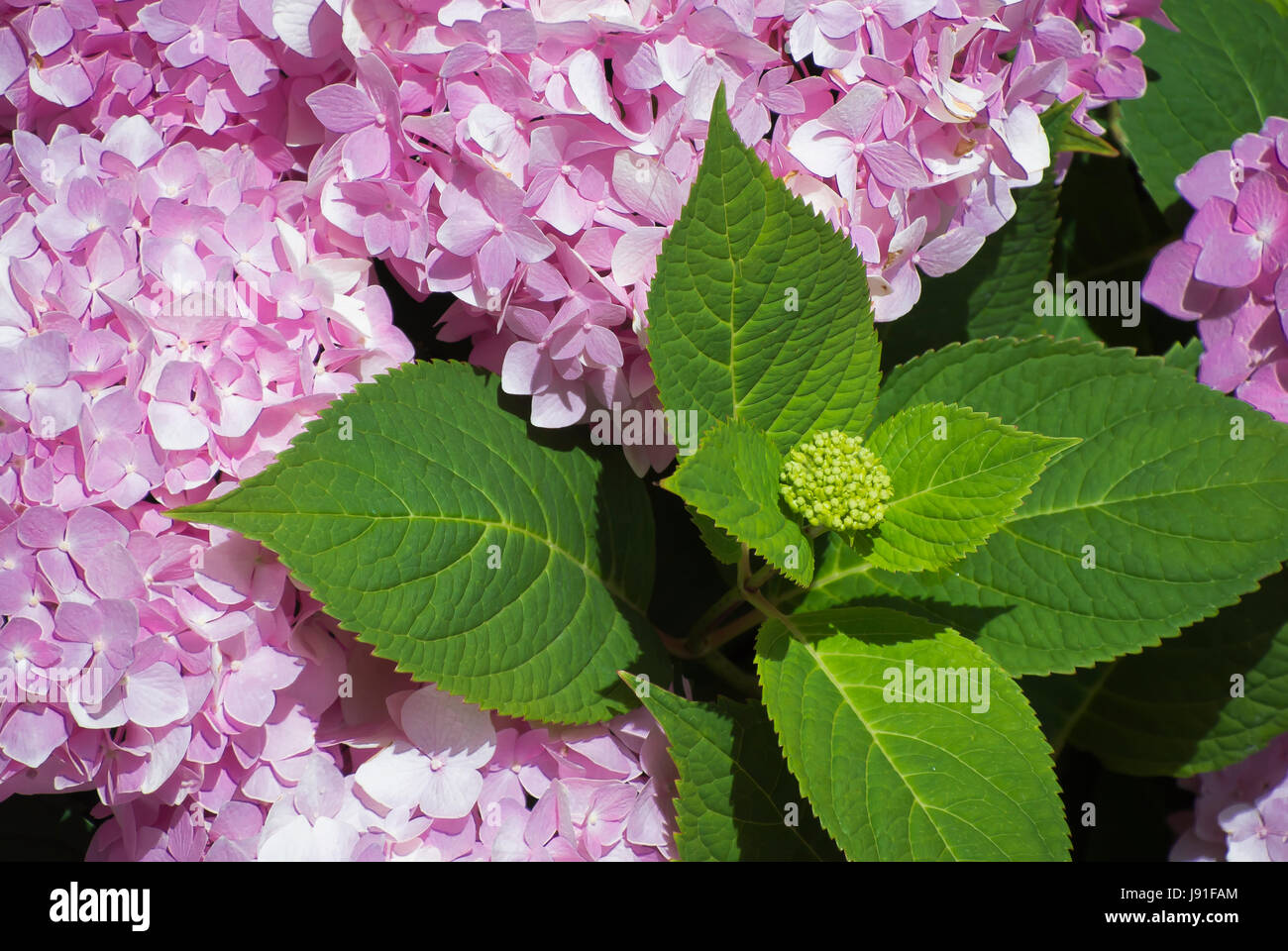 Hydrangeas - Close Up View Stock Photo - Alamy