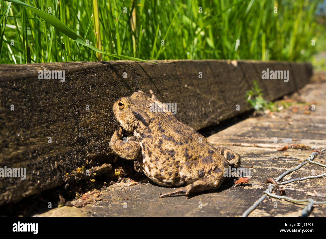 Common Toad, Bufo bufo, toad Stock Photo - Alamy
