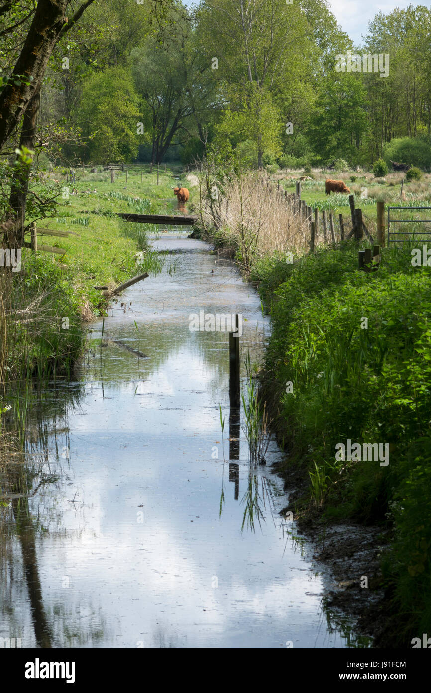 Sculthorpe, Moor, Nature Reserve, wetland, Norfolk, England, UK Stock ...