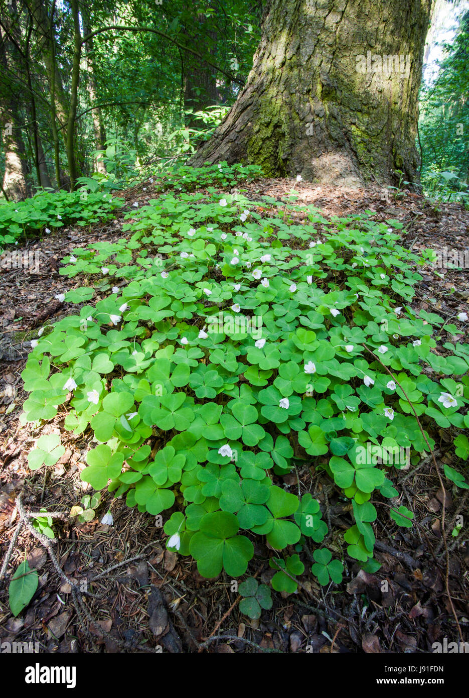 Sorrel tree hi-res stock photography and images - Alamy
