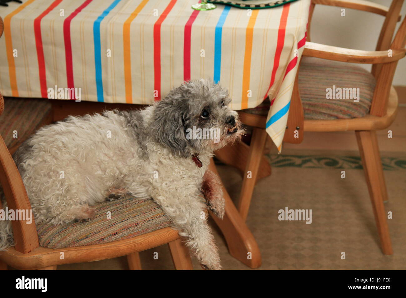 dog on a chair in close Stock Photo - Alamy
