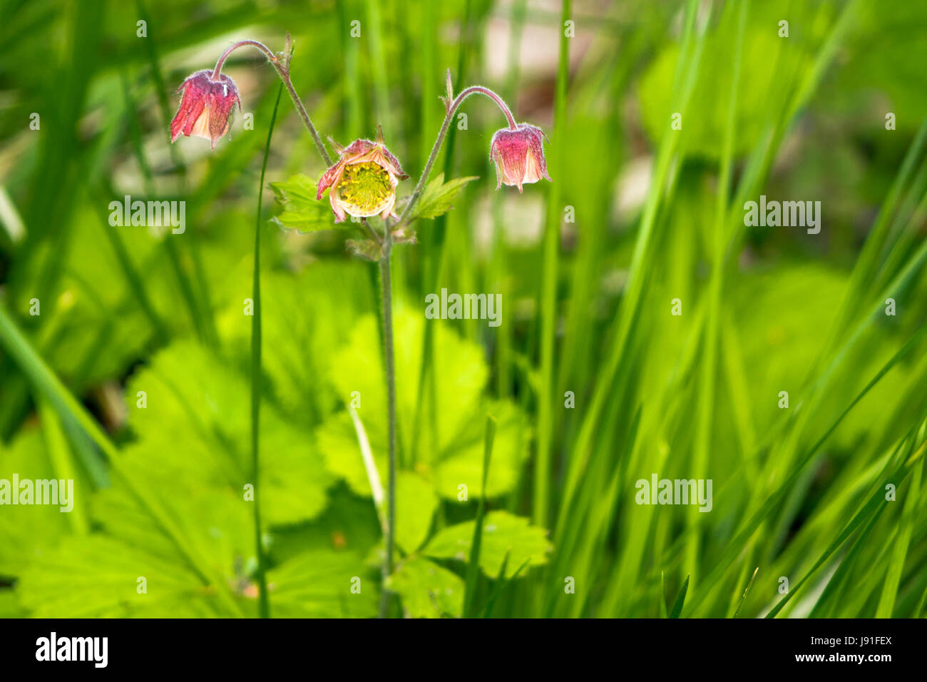 Foxley, wood, woodlamd, Nature Reserve, Norfolk, England, UK Stock ...