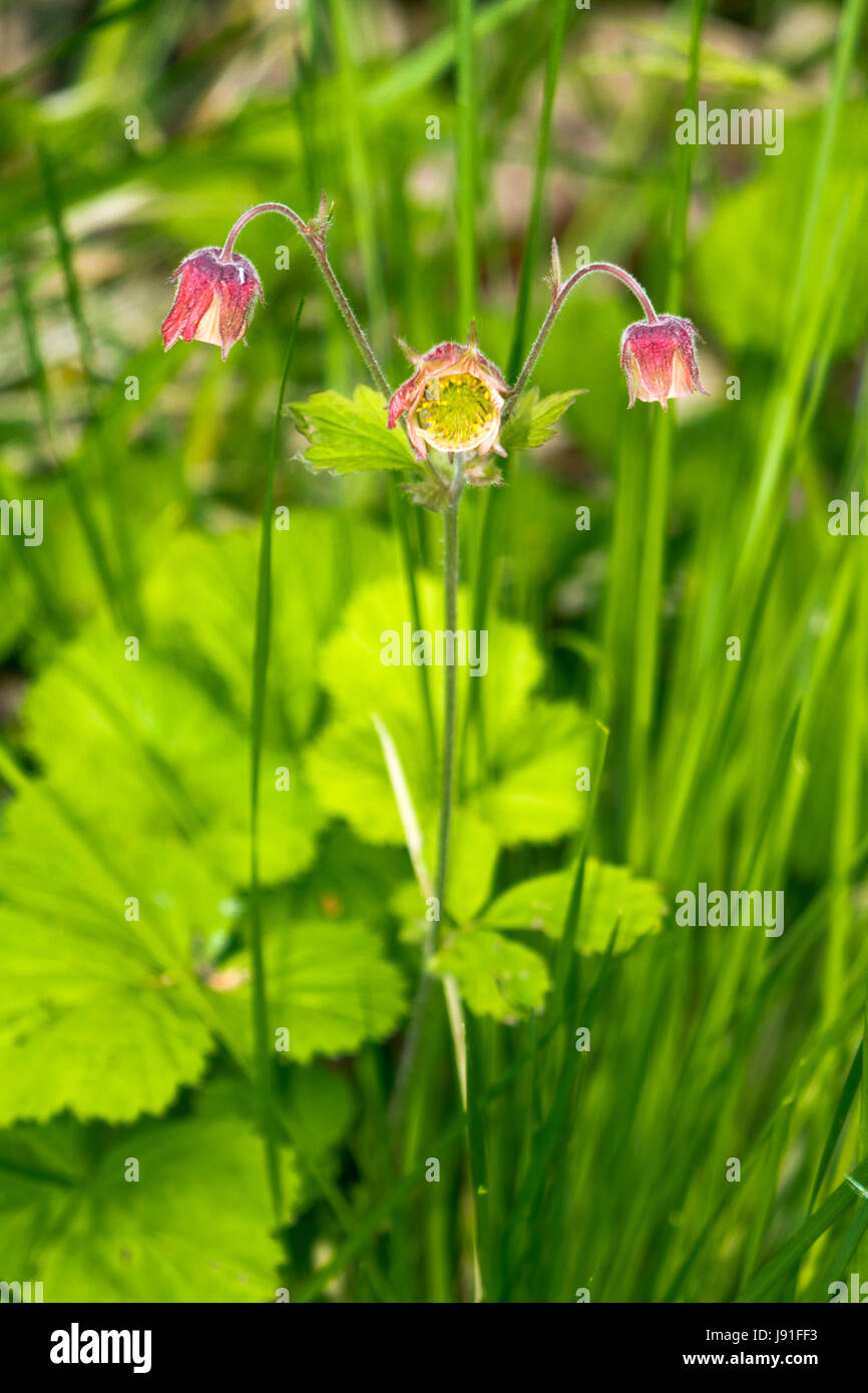 Foxley, wood, woodlamd, Nature Reserve, Norfolk, England, UK Stock ...