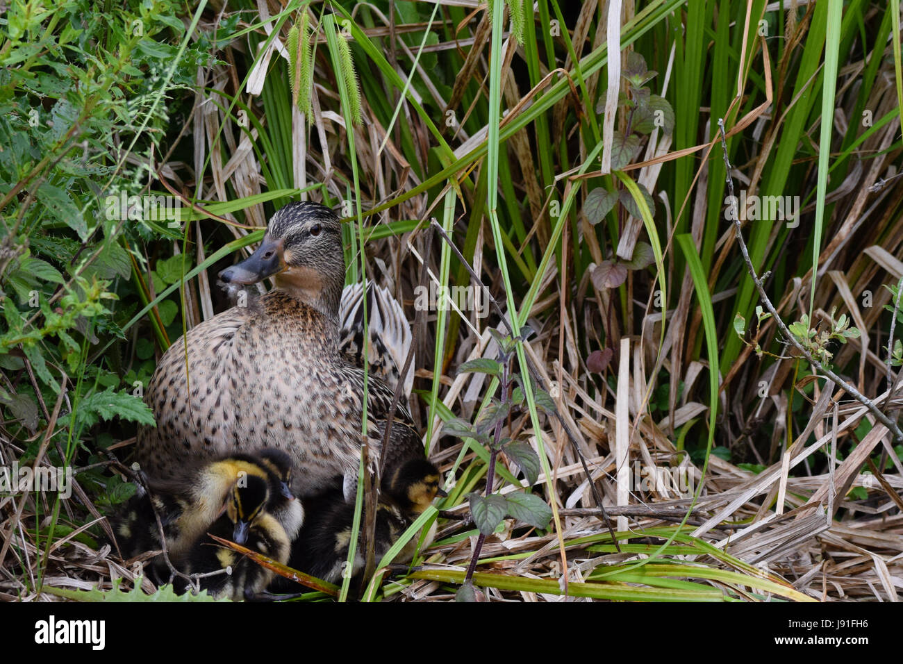 Female mallard duck with brood of young ducklings in the nest Stock ...