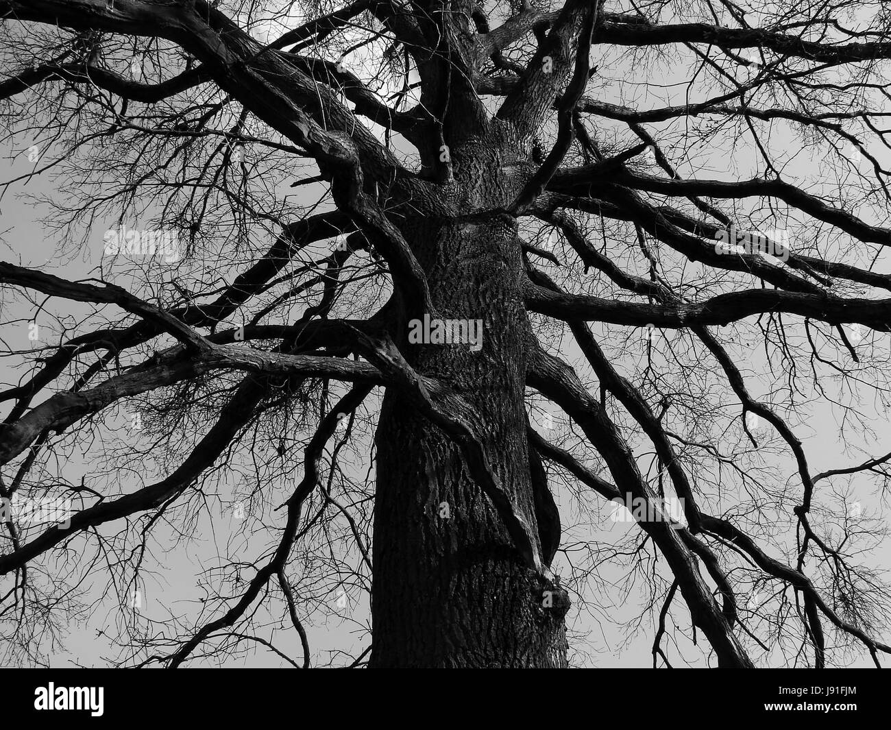 tree, black, swarthy, jetblack, deep black, branch, mystic, magic ...