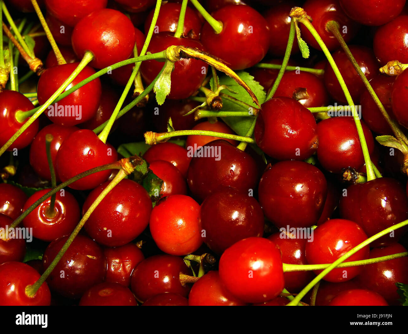 fruit, sour, cherry, sour cherry, tasteful, many, fresh, food, aliment ...