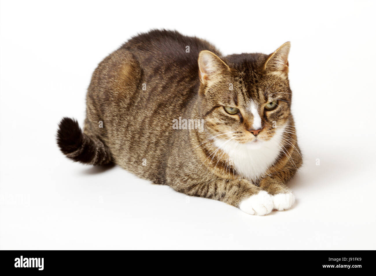 Aufgeweckt hi-res stock photography and images - Alamy