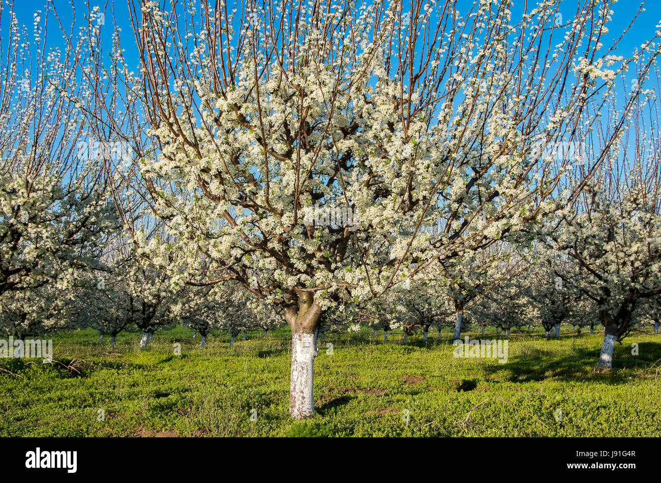 Spring apple fruit tree flower hi-res stock photography and images - Alamy
