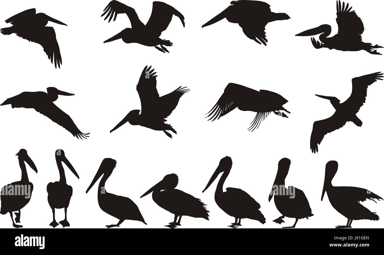 isolated, bird, fauna, illustration, pelican, collection, ornithology ...
