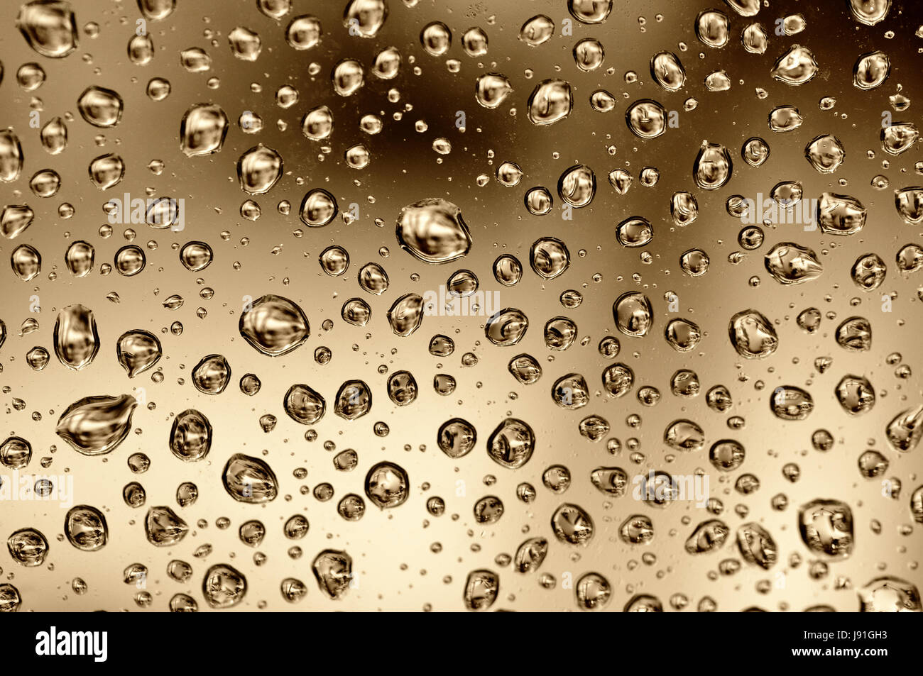 brown, brownish, brunette, raindrop, wet, dewdrop, water drop ...